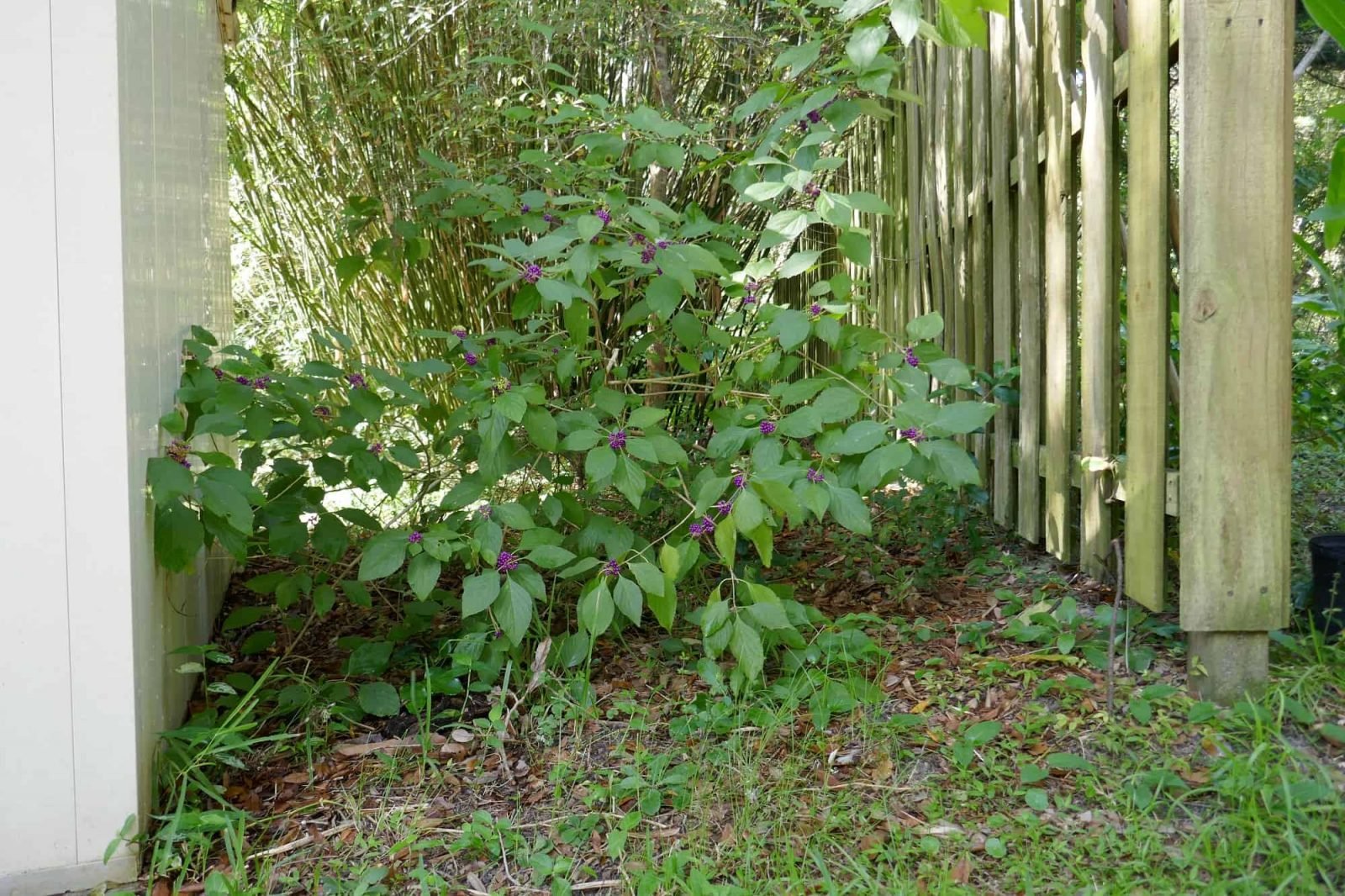 Beautyberry - Sharons Florida