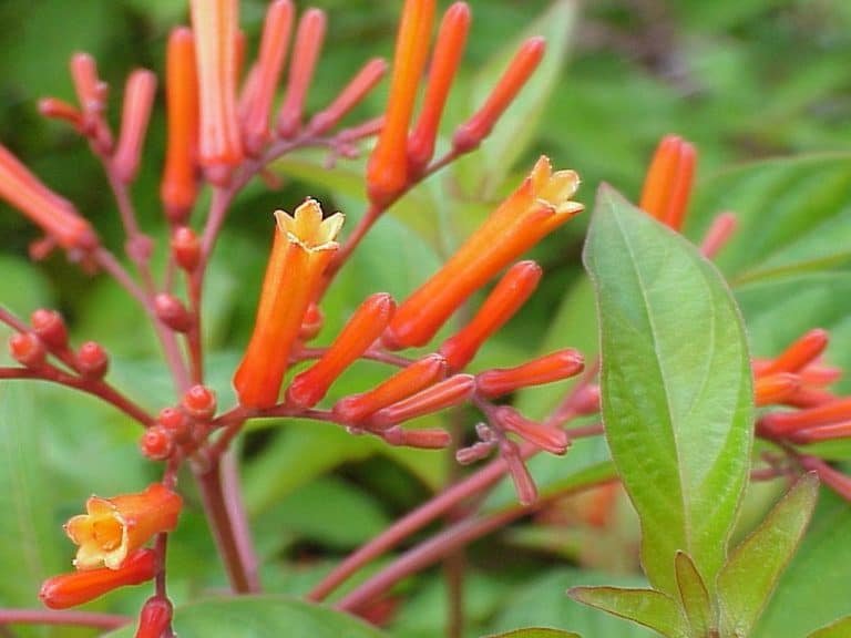 Firebush - Sharons Florida