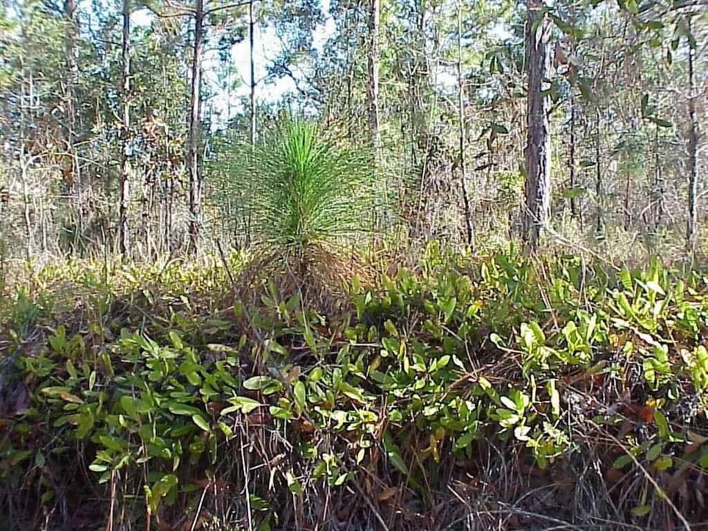Gopher Apple - Sharons Florida