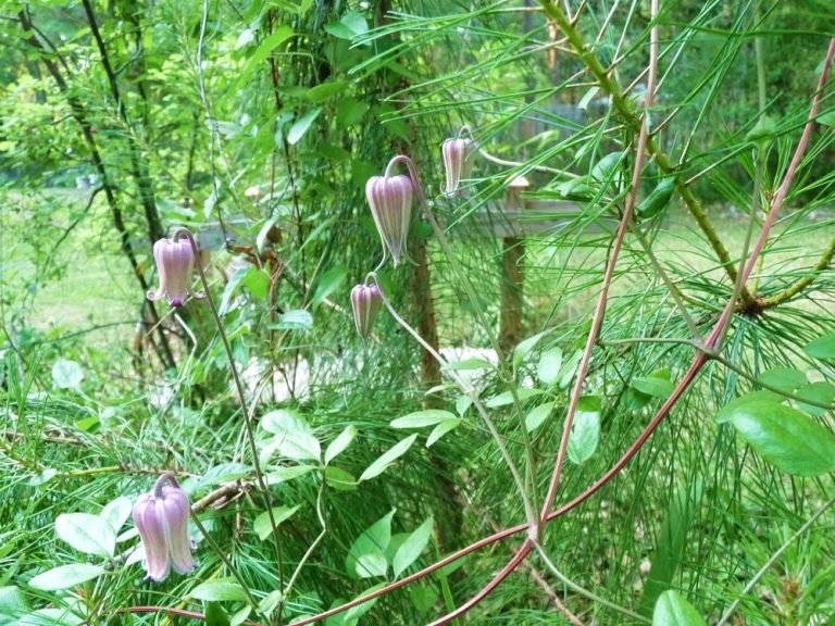 Netleaf Leather Flower - Sharons Florida
