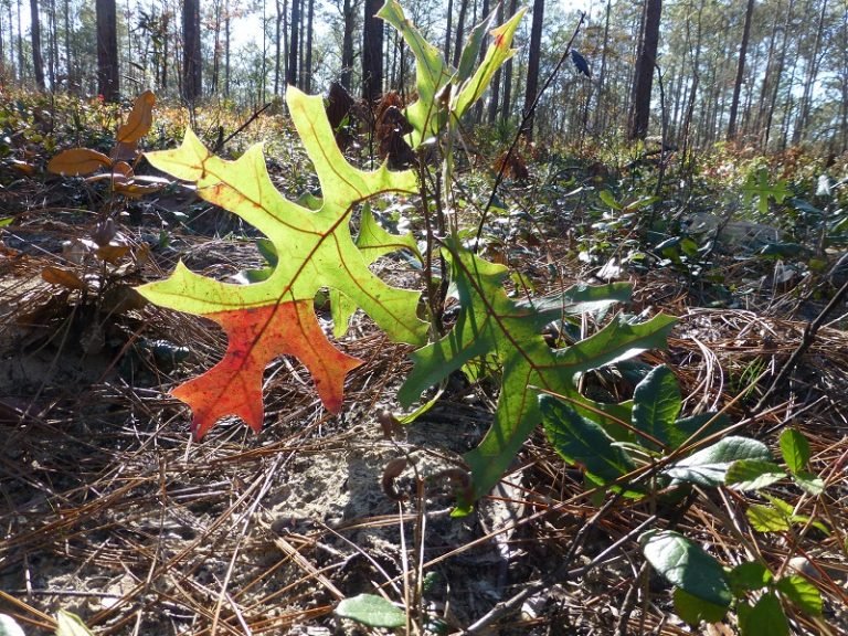 Oak Trees Native to Central Florida - Sharons Florida