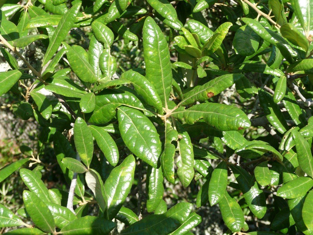 Oak Trees Native to Central Florida - Sharons Florida