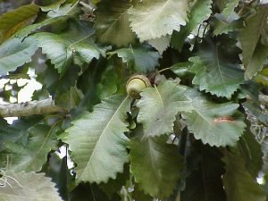 Oak Trees Native to Central Florida - Sharons Florida