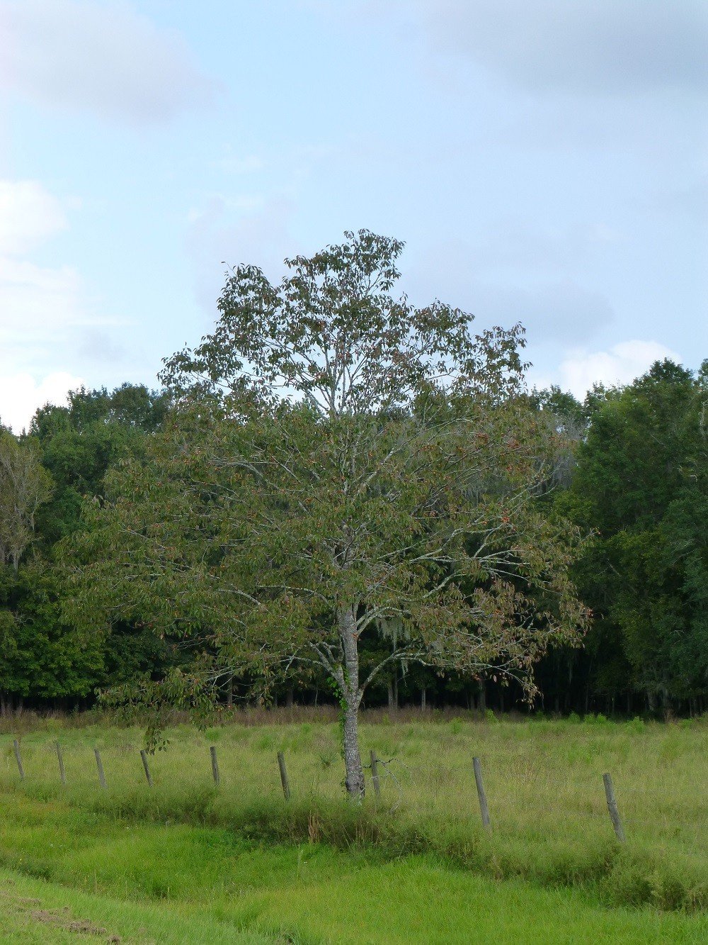 Persimmon - Sharons Florida