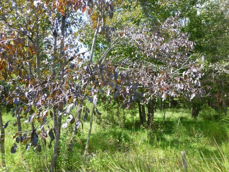 Persimmon - Sharons Florida