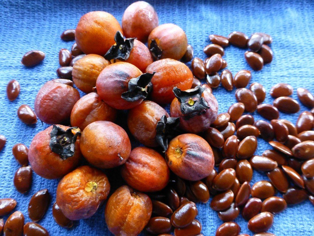 Persimmon - Sharons Florida