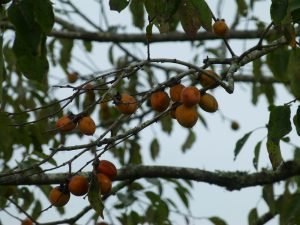 Persimmon - Sharons Florida