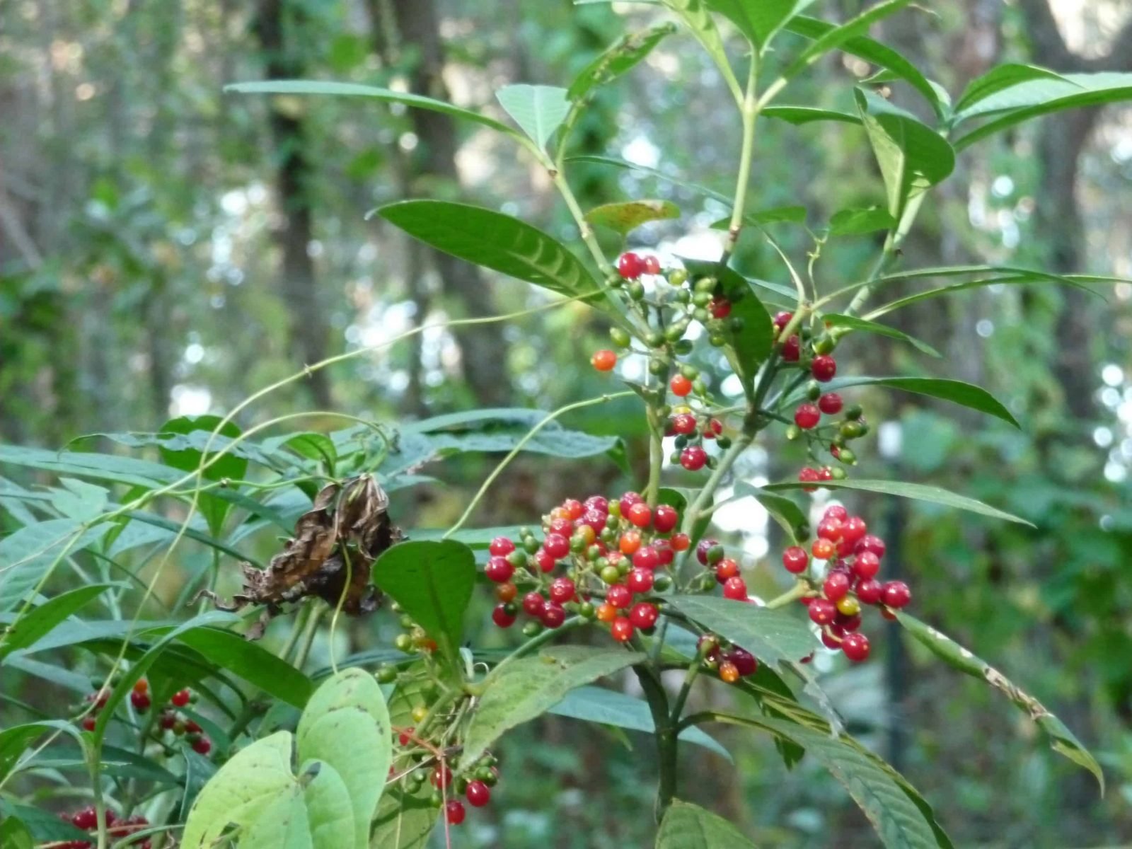 Wild Coffee - Sharons Florida