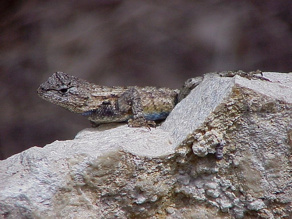 Eastern Fence Lizard