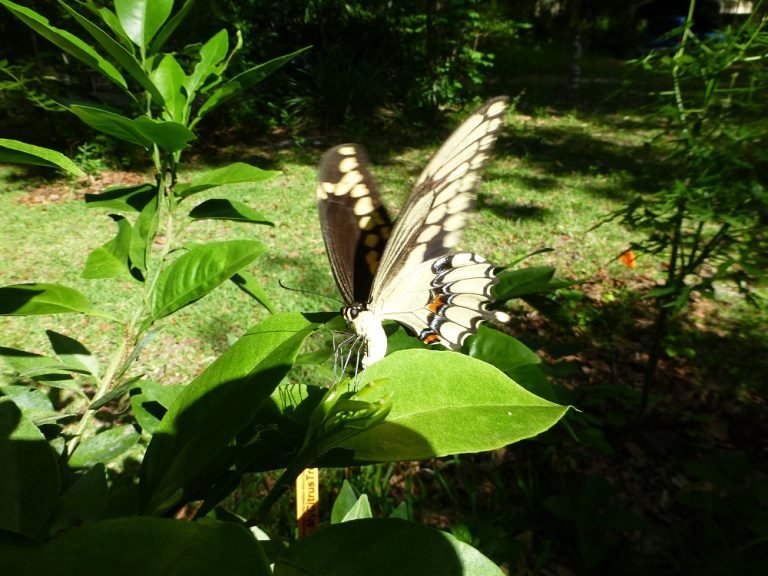 Giant Swallowtail - Sharons Florida