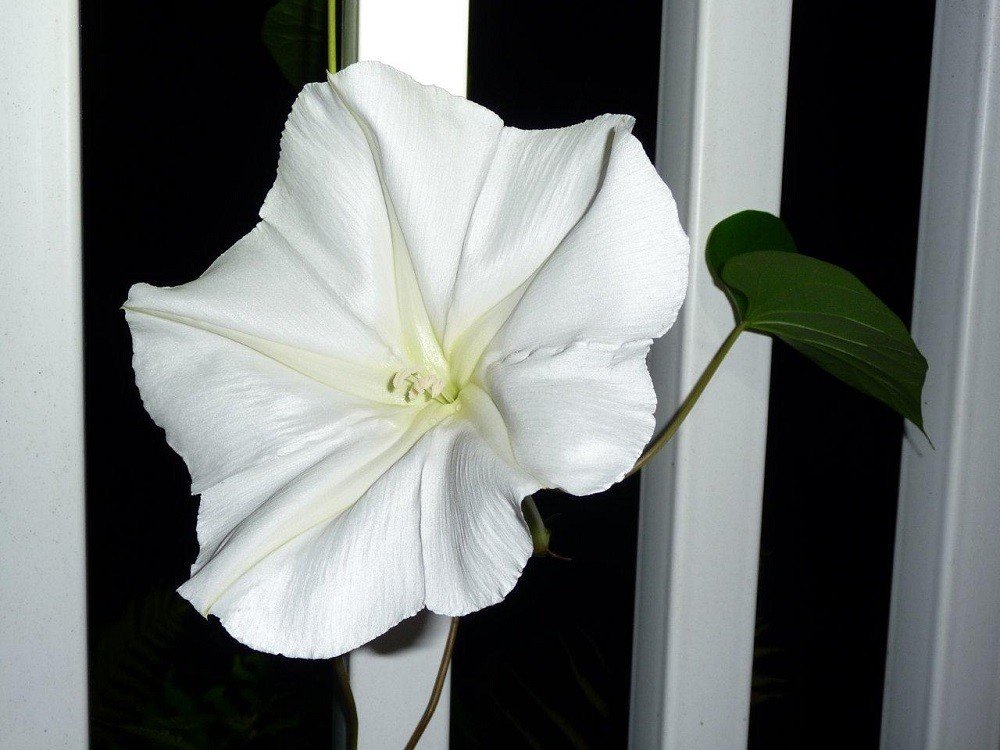 Florida Moon Garden - Sharons Florida