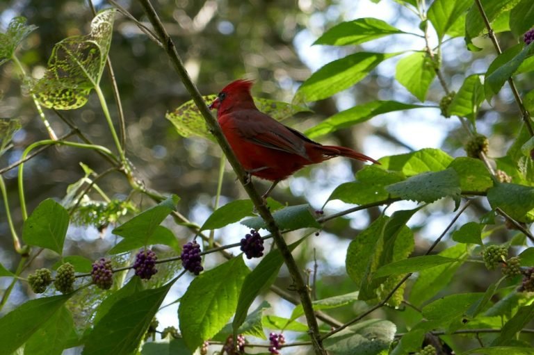 Native Plants for the Birds - Sharons Florida