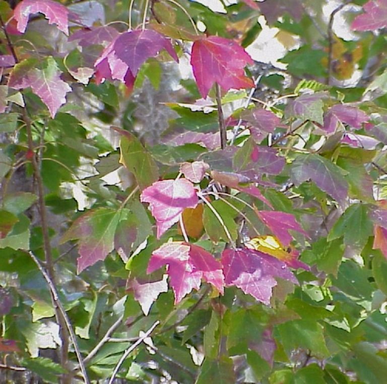 Red Maple - Sharons Florida