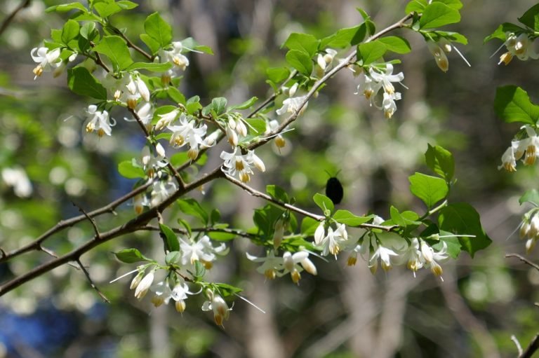 American Snowbells - Sharons Florida