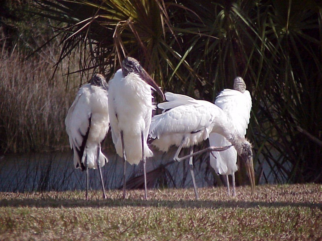 Wood Stork - Sharons Florida