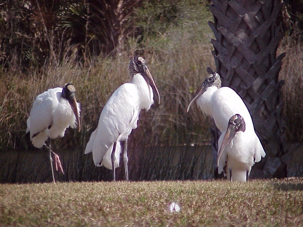 Wood Stork - Sharons Florida