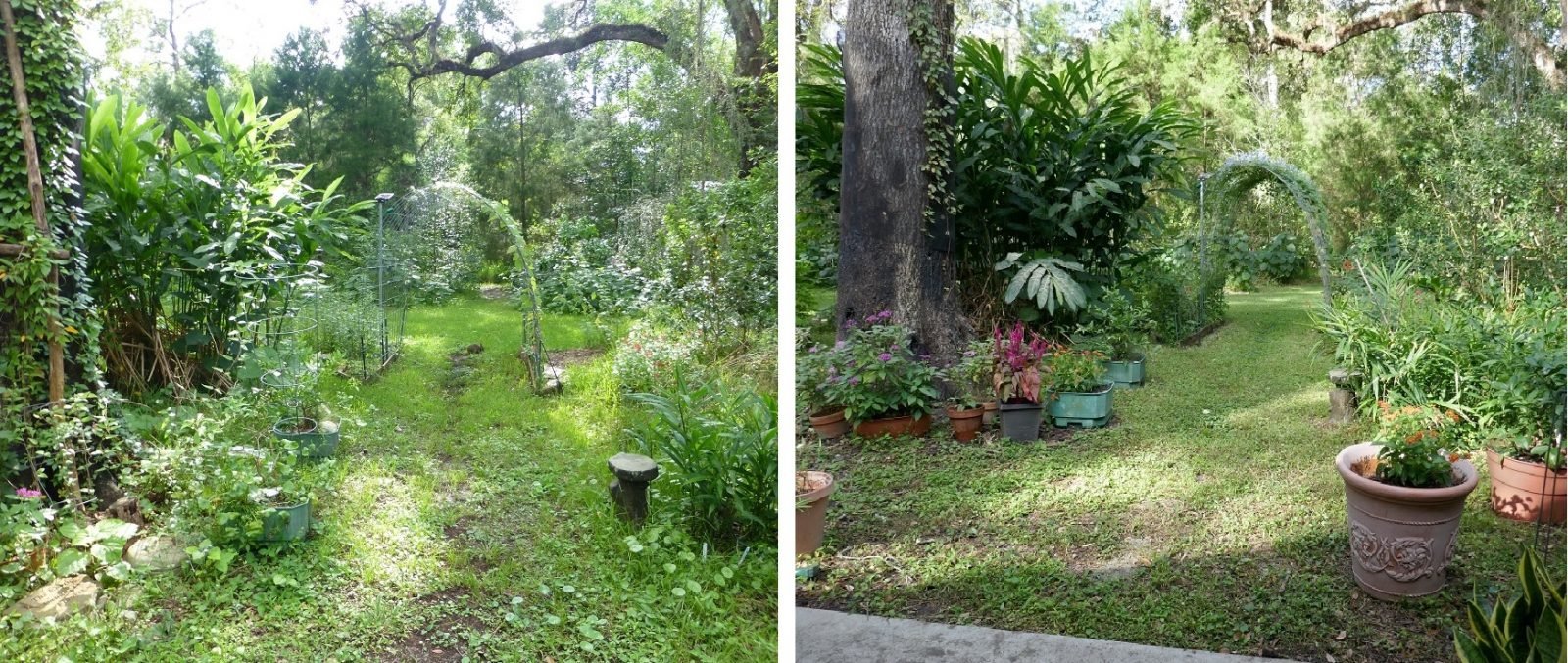 4 Steps to Tidy Up a Garden Path - Sharons Florida