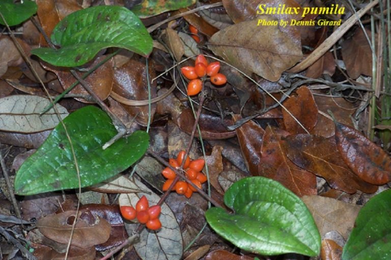 Smilax in Central Florida - Sharons Florida