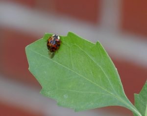 Ladybugs - Sharons Florida