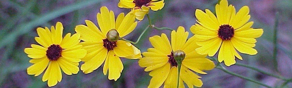 Coreopsis Native to Central Florida - Sharons Florida