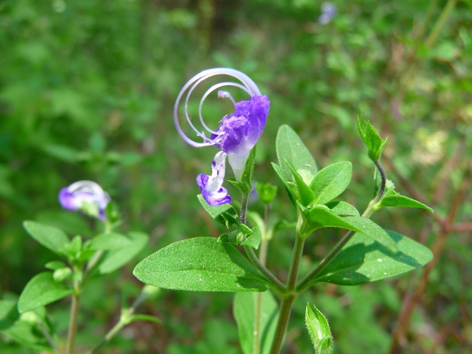 Bluecurls - Sharons Florida