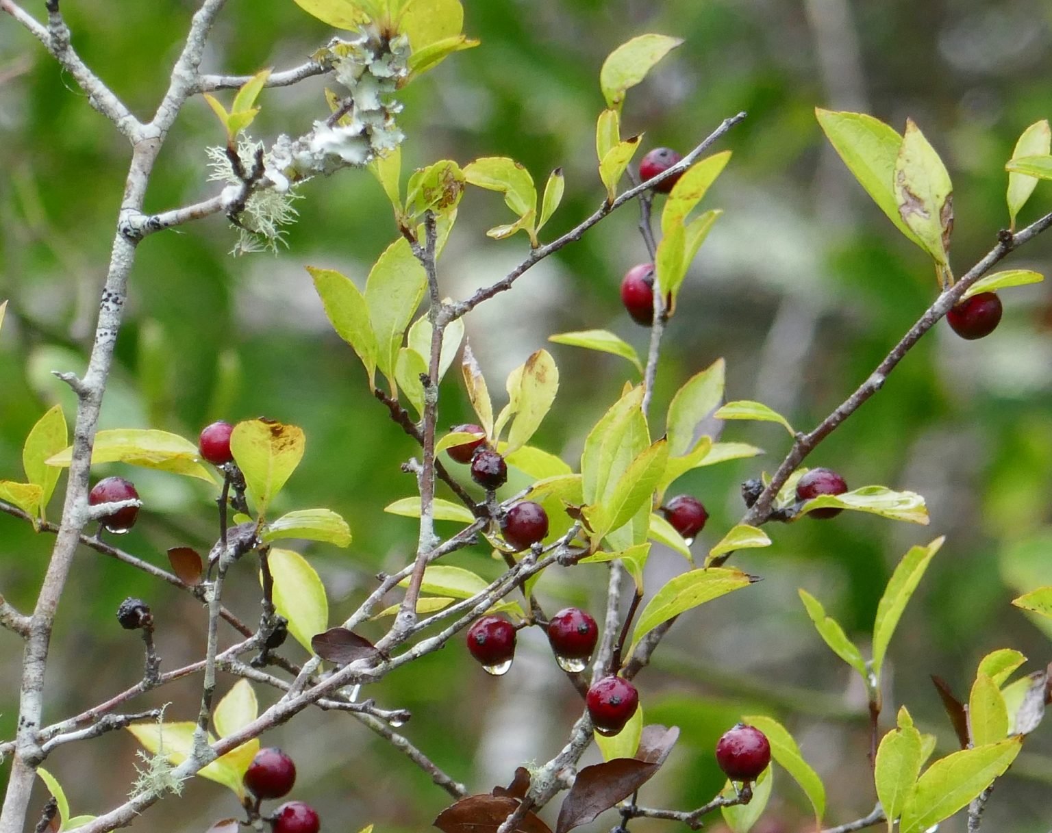 Hollies Native to Central Florida - Sharons Florida