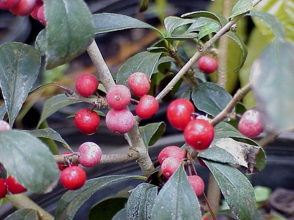 Hollies Native to Central Florida - Sharons Florida