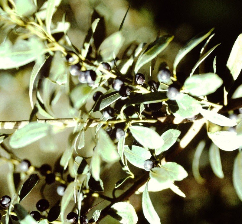 Hollies Native to Central Florida - Sharons Florida