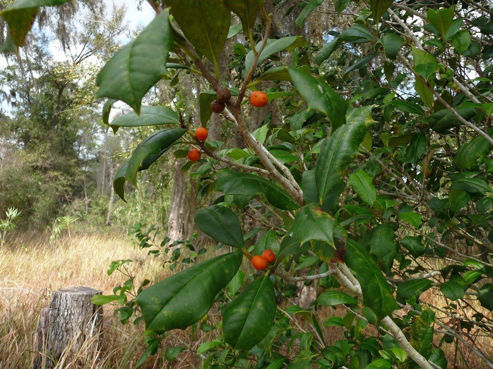 Hollies Native to Central Florida - Sharons Florida