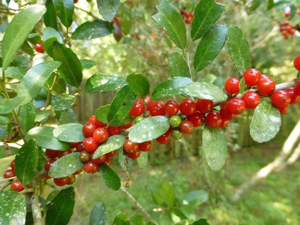 Hollies Native to Central Florida - Sharons Florida