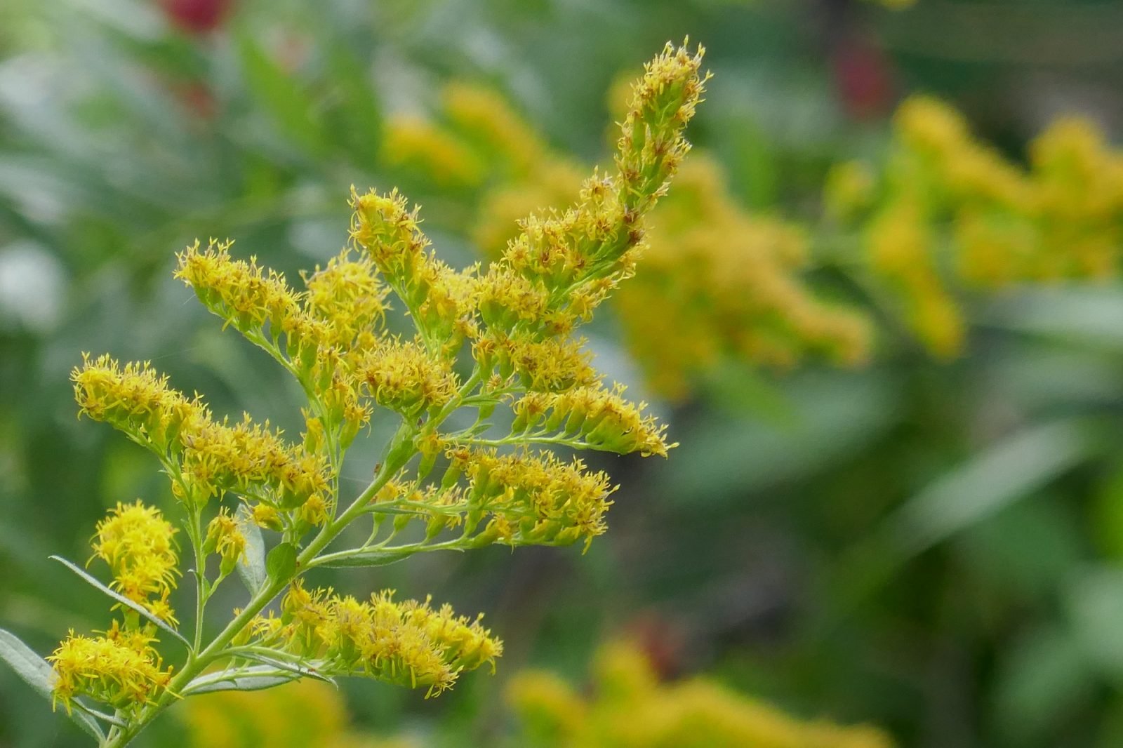 Pinebarren Goldenrod - Sharons Florida