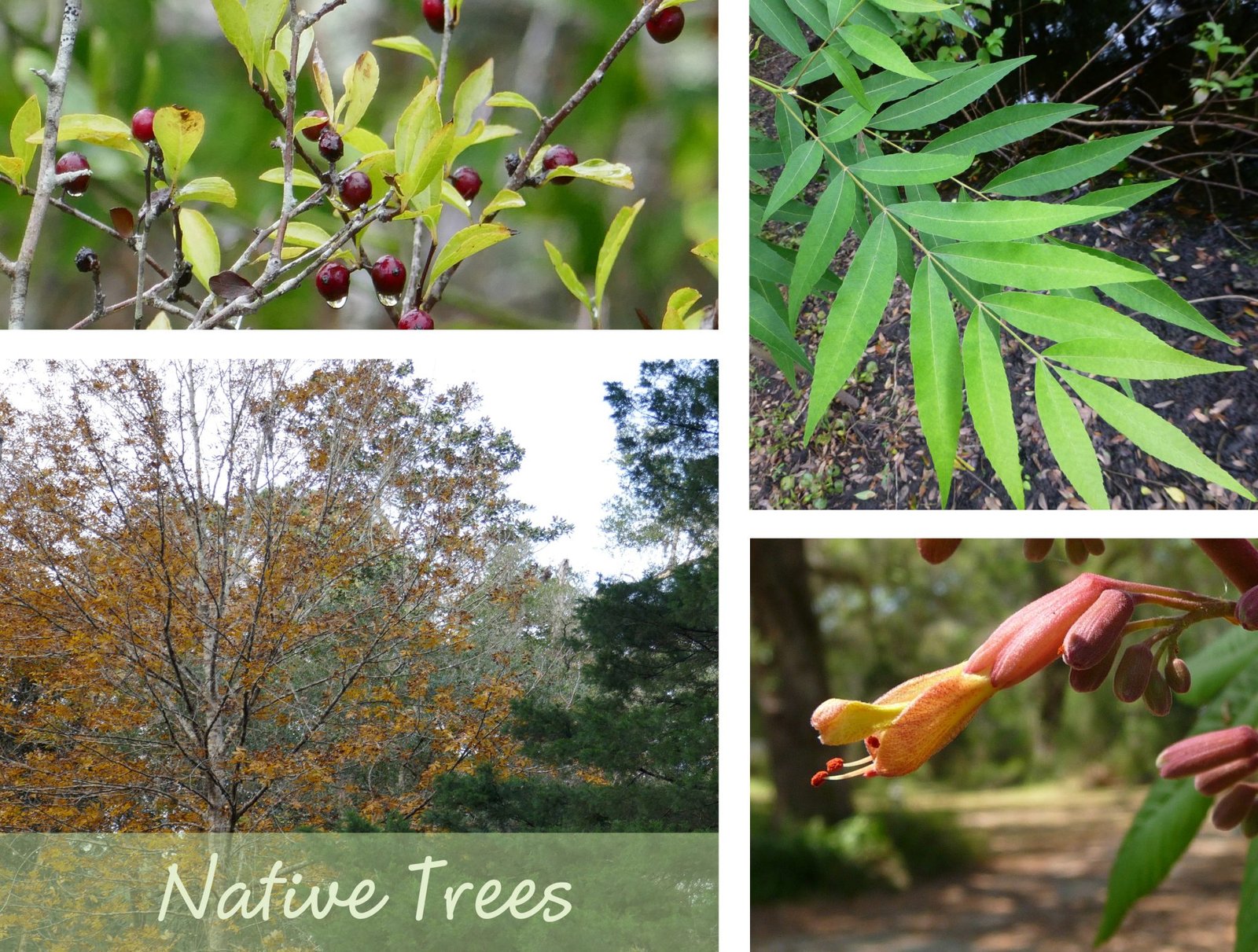 Native Trees - Sharons Florida