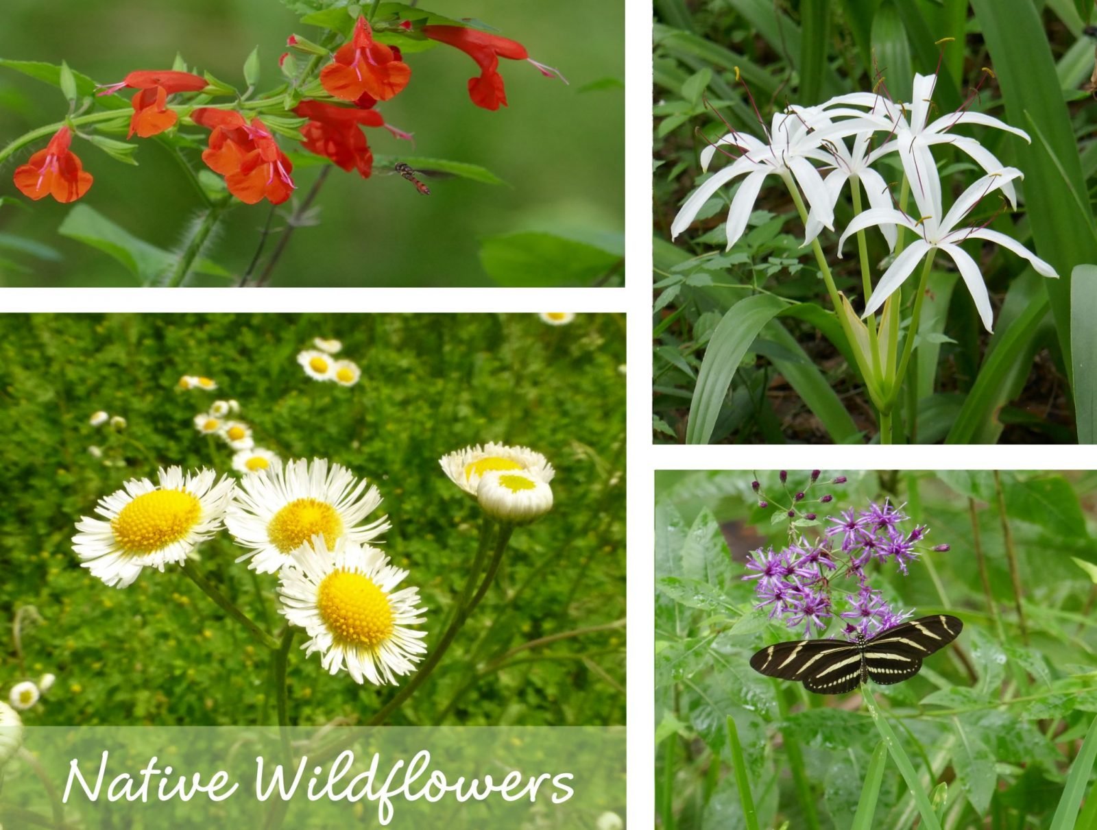 Native Wildflowers - Sharons Florida
