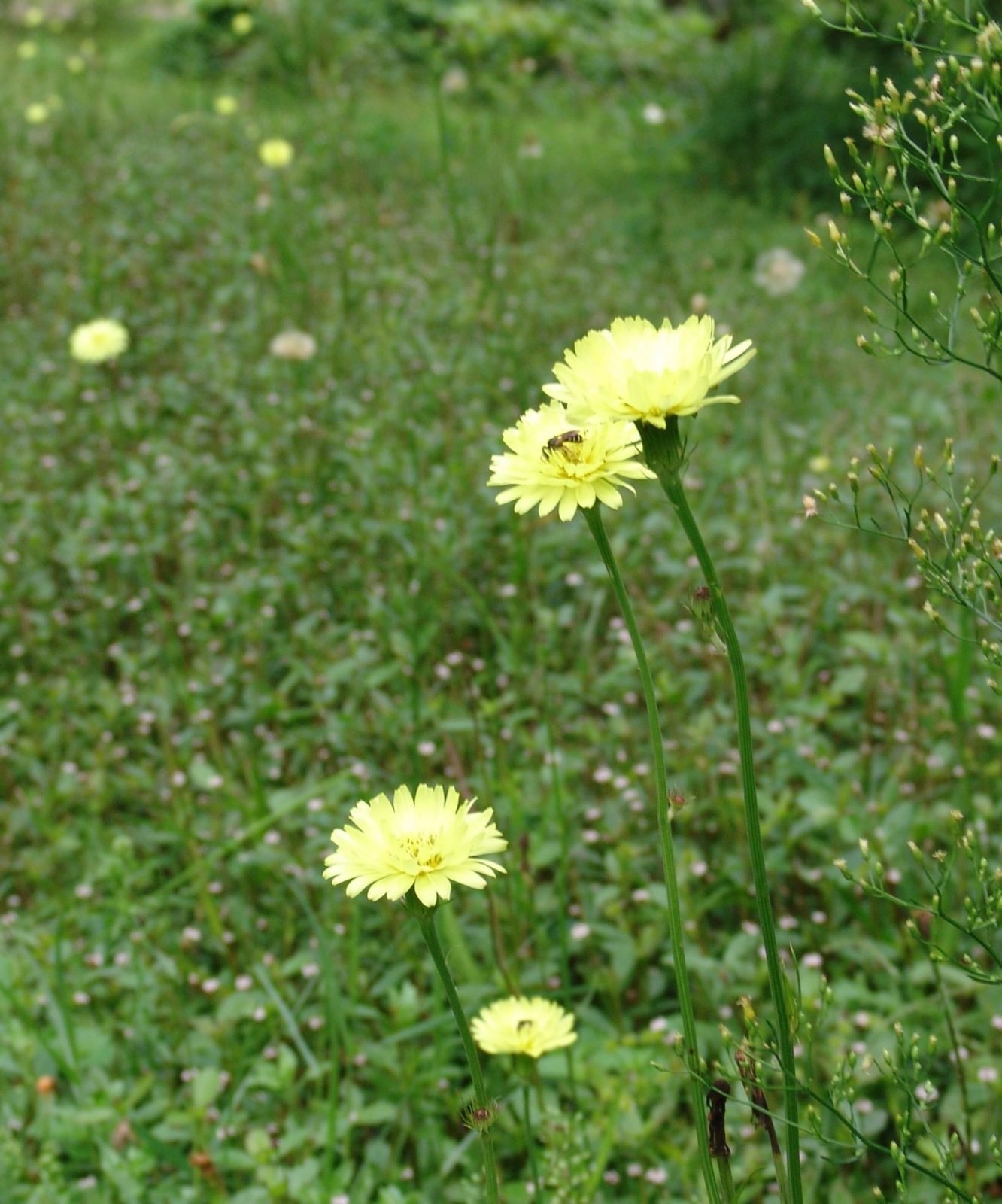 Carolina Desert-chicory aka False Dandelion - Sharons Florida