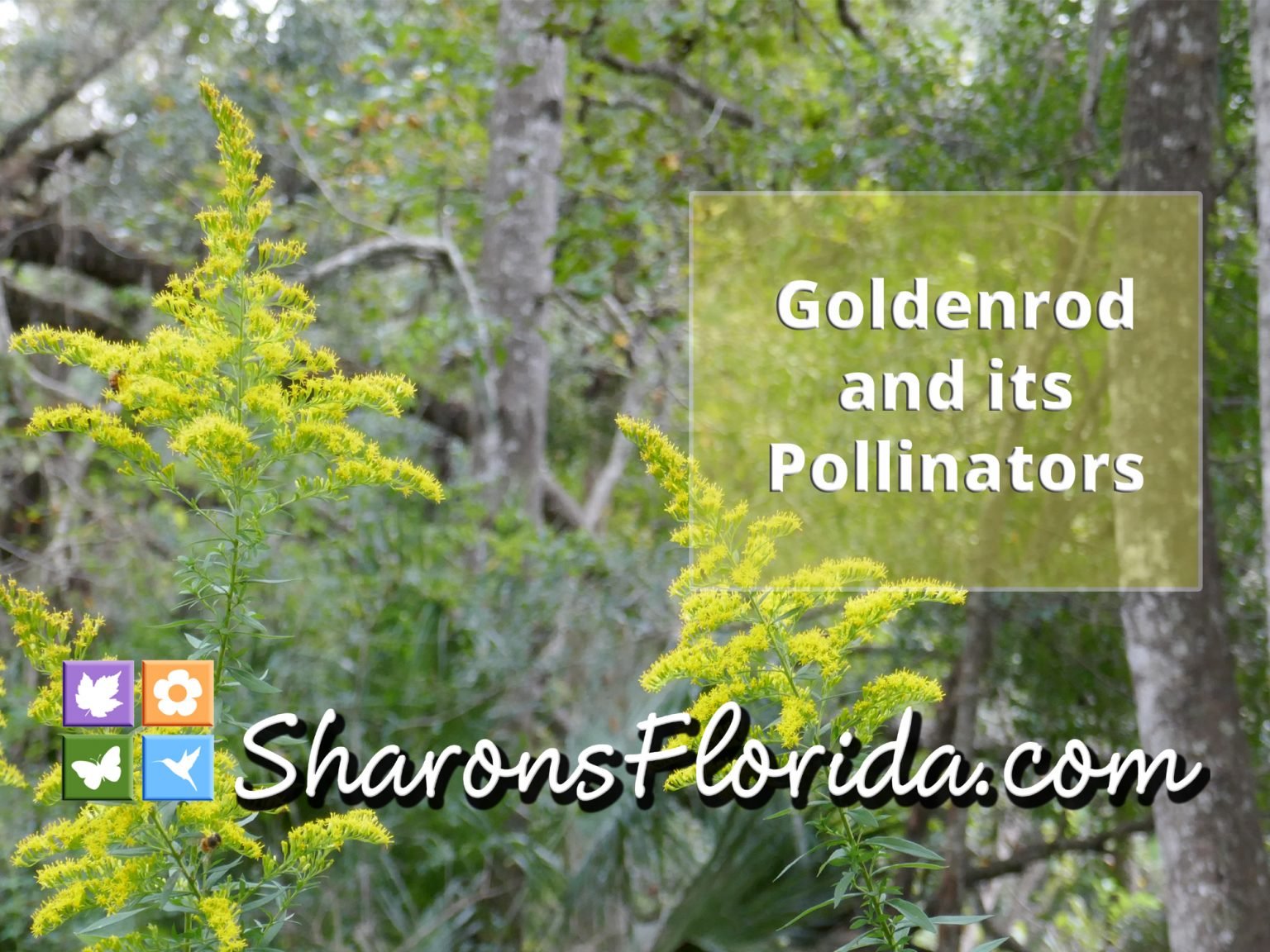 Native Plant Patch: Goldenrod - Sharons Florida