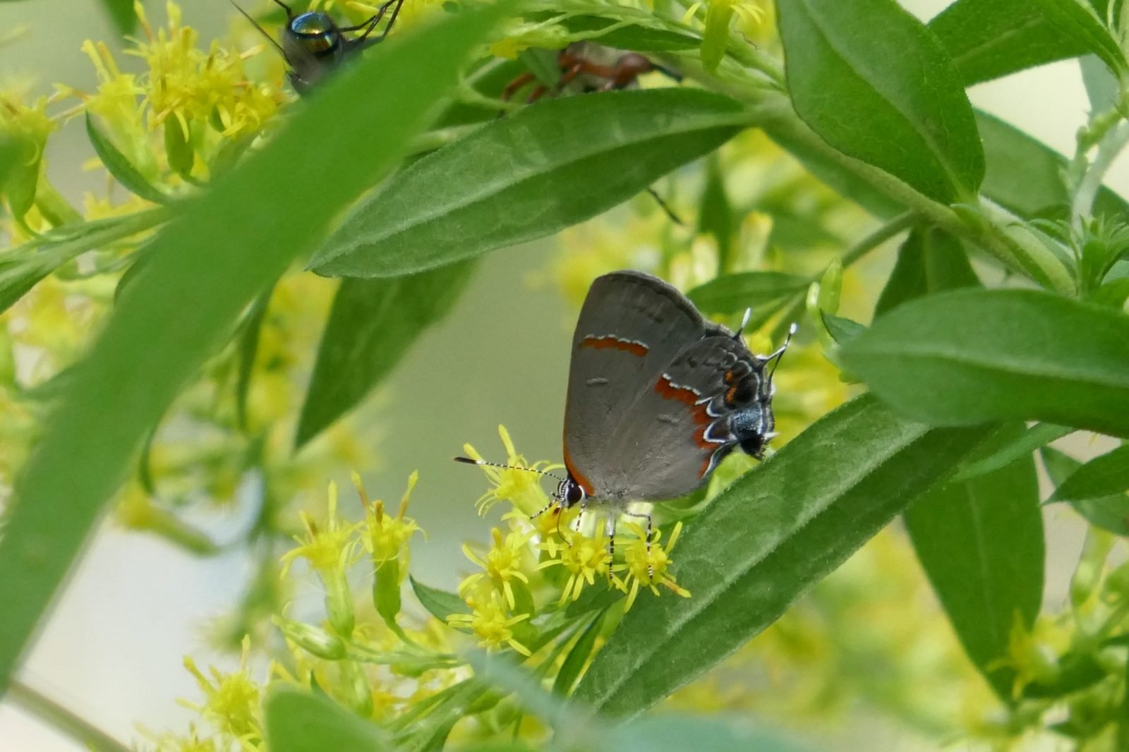 Native Plant Patch: Goldenrod - Sharons Florida