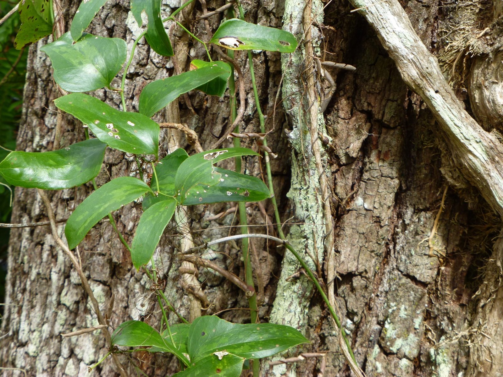 Vines Native to Central Florida - Sharons Florida