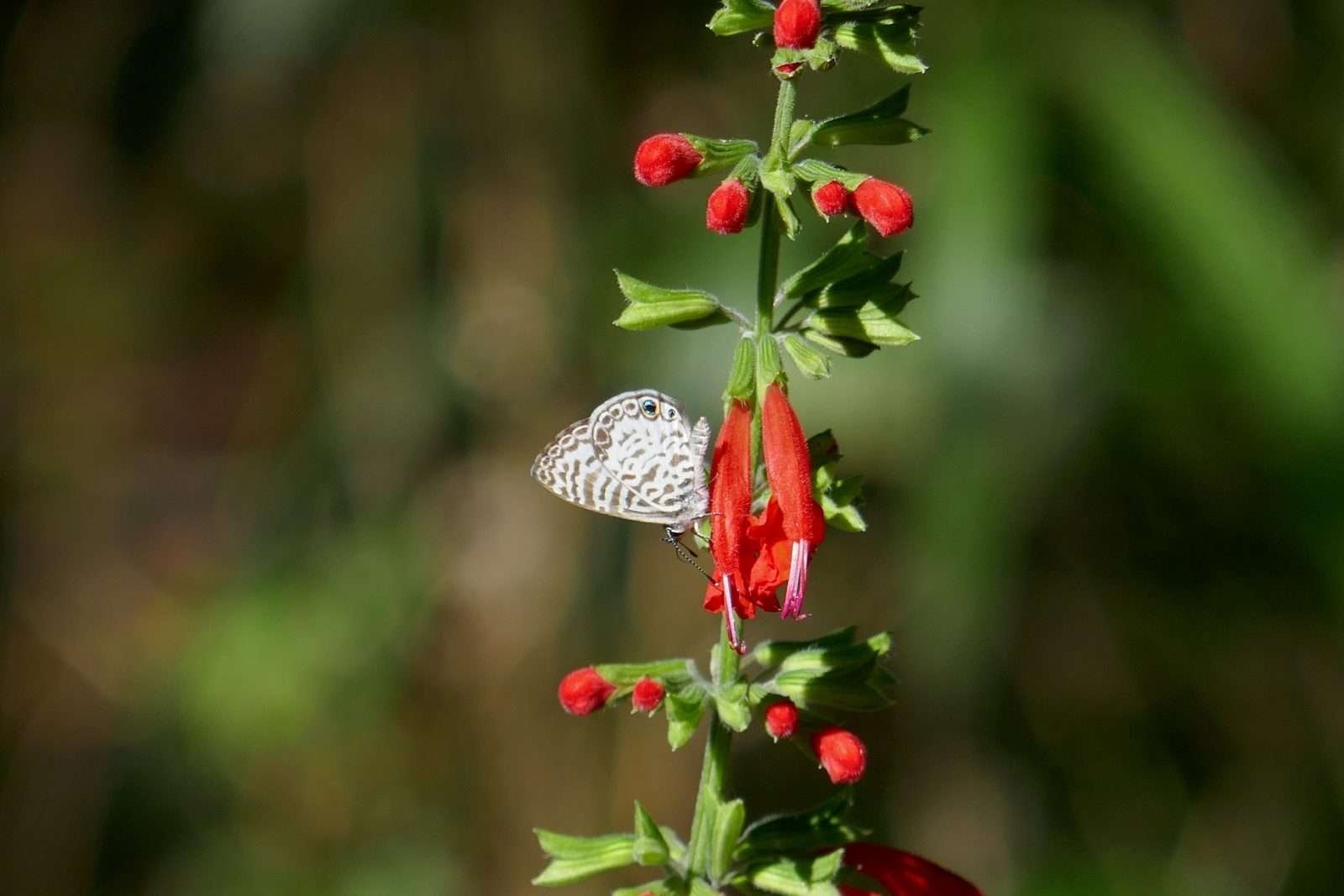A Tribute to Butterflies - Sharons Florida
