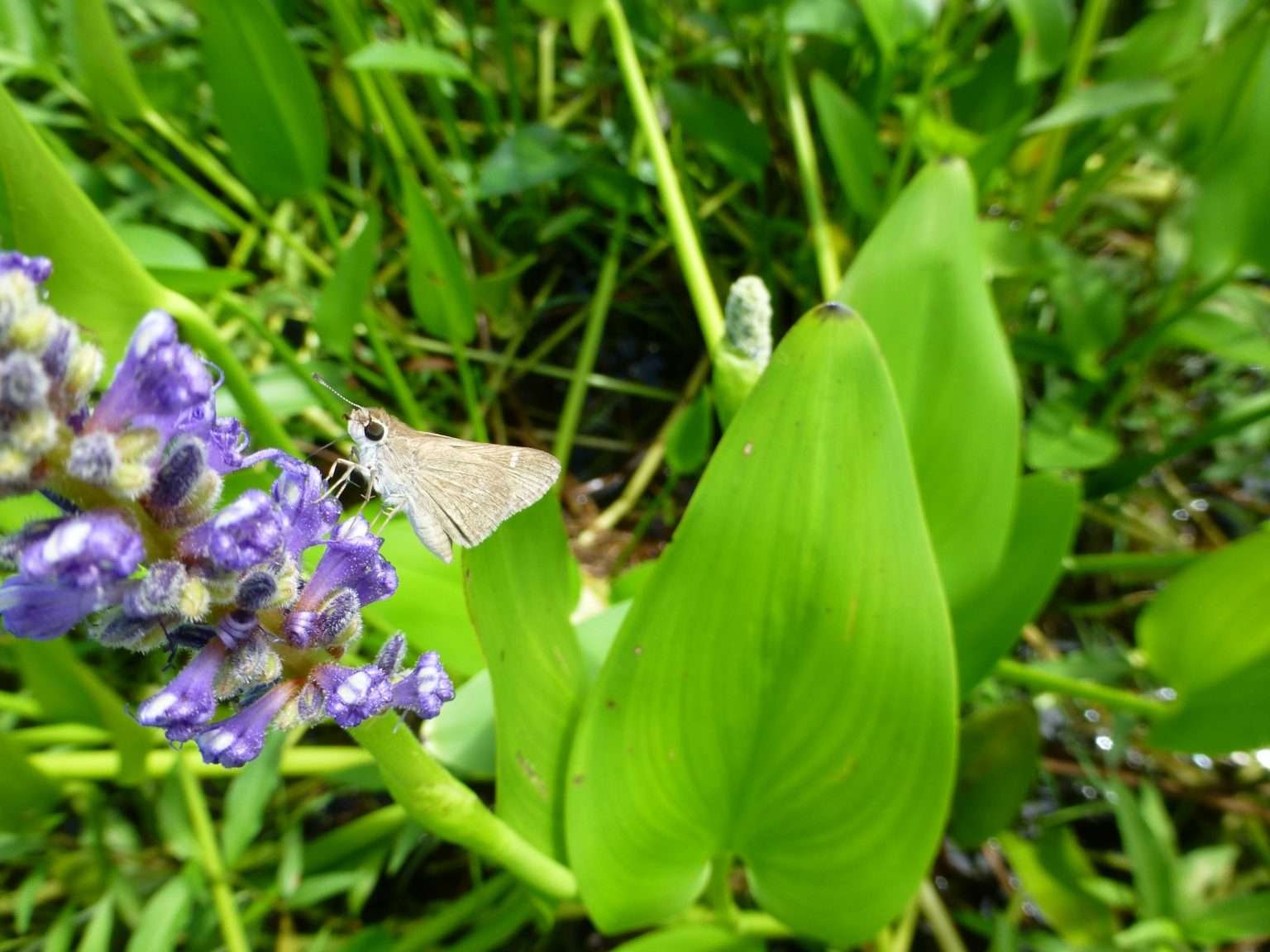 A Tribute to Butterflies - Sharons Florida