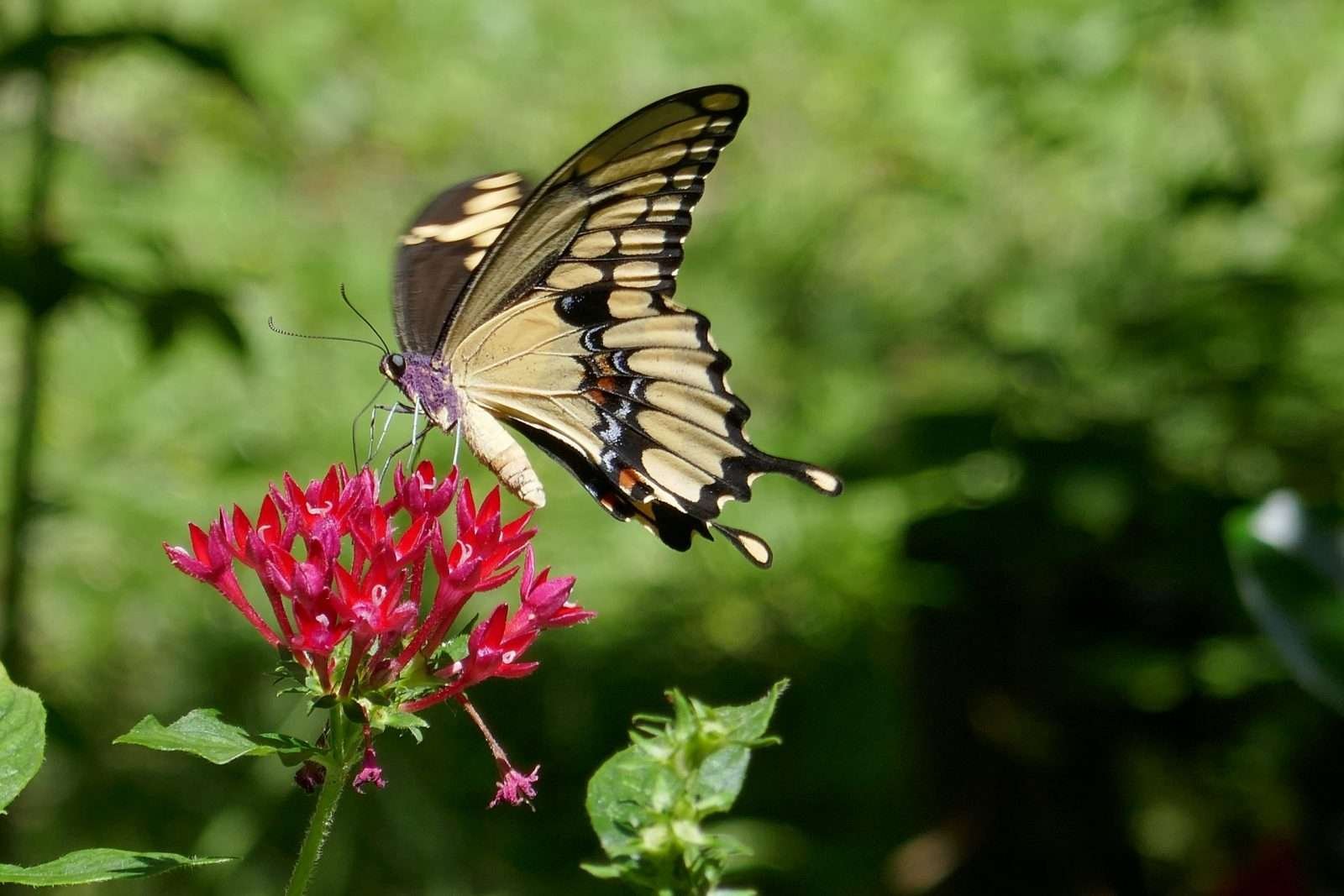 A Tribute to Butterflies - Sharons Florida