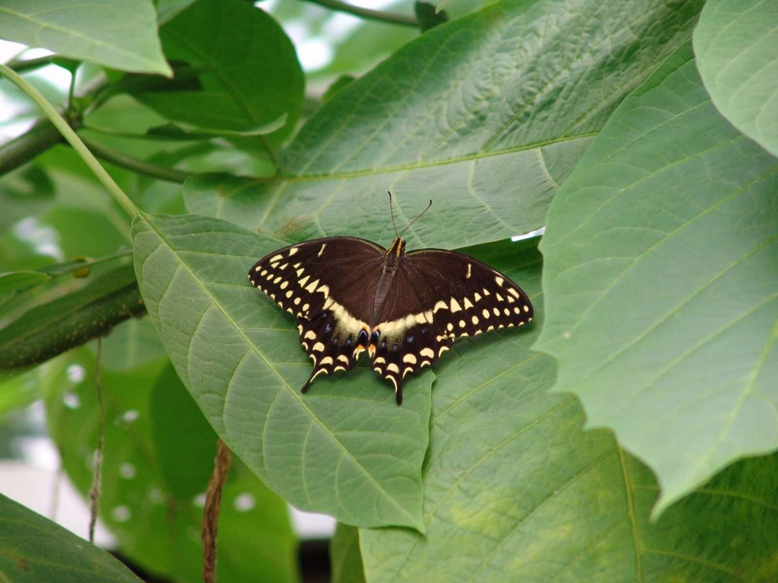 A Tribute to Butterflies - Sharons Florida