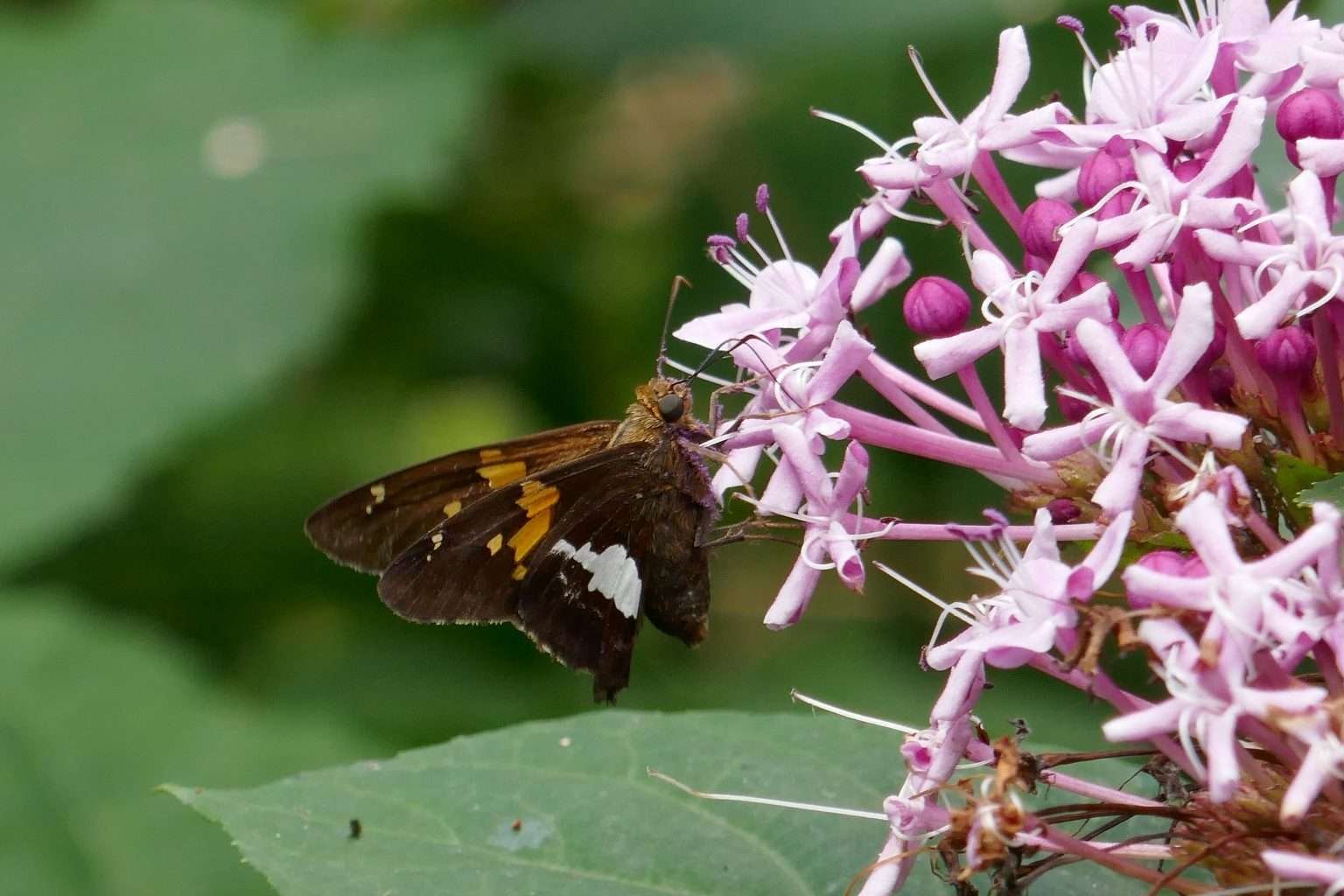 Pink Native Flowers Common to Central Florida - Sharons Florida