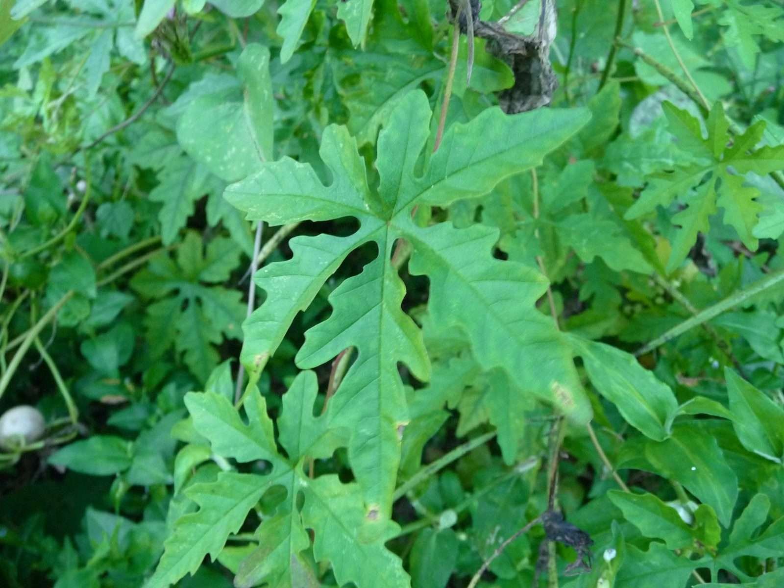 Noyau Vine - Sharons Florida