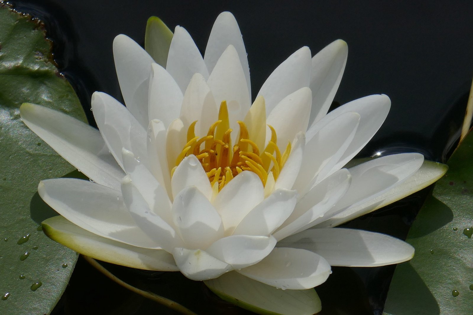 American White Water-lily - Sharons Florida