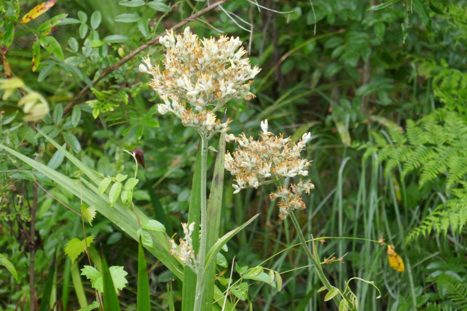 Carolina Redroot - Sharons Florida
