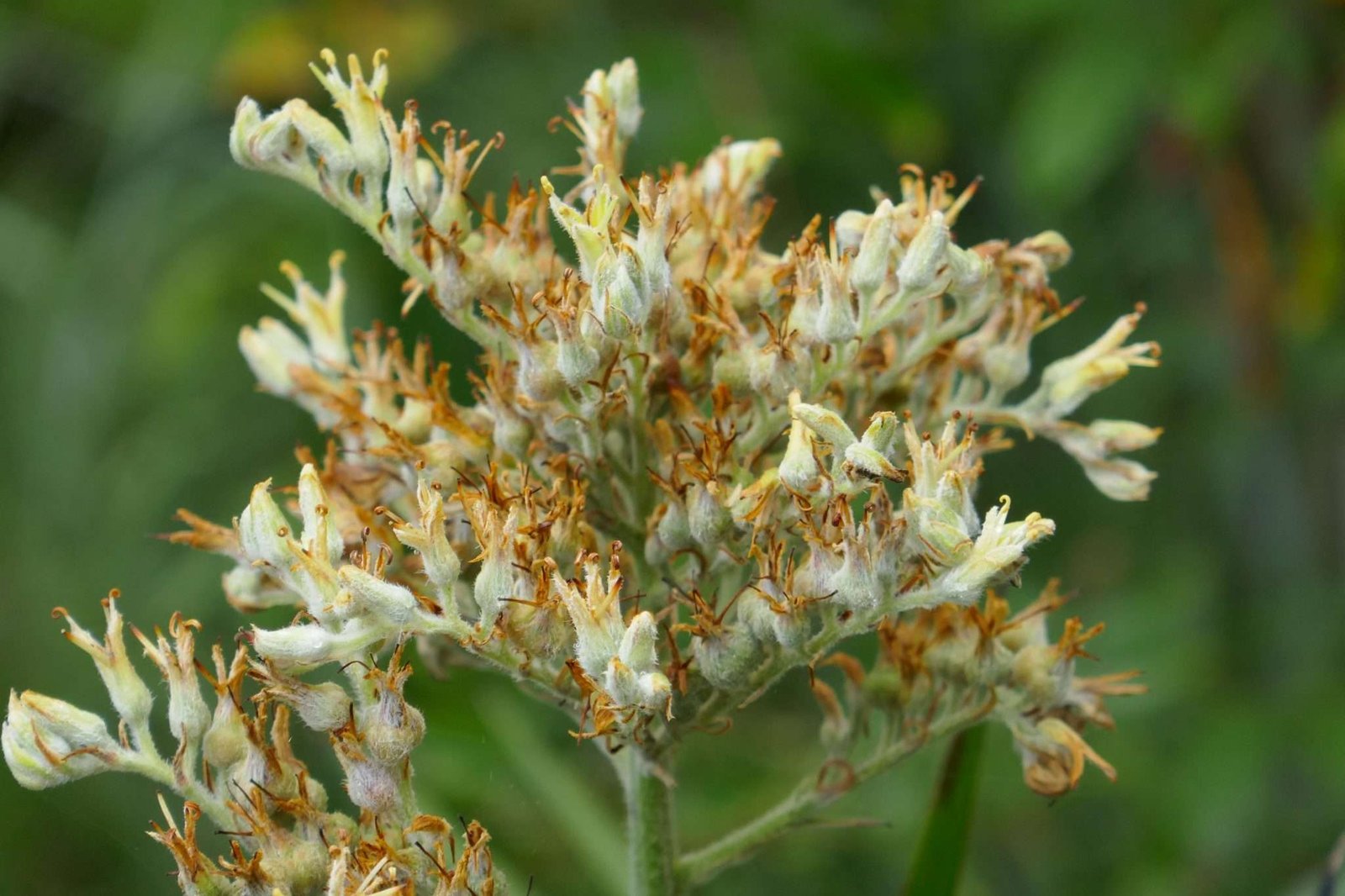 Carolina Redroot - Sharons Florida