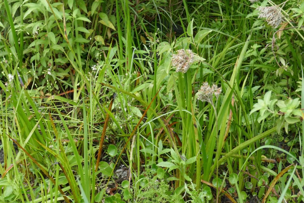 Carolina Redroot - Sharons Florida