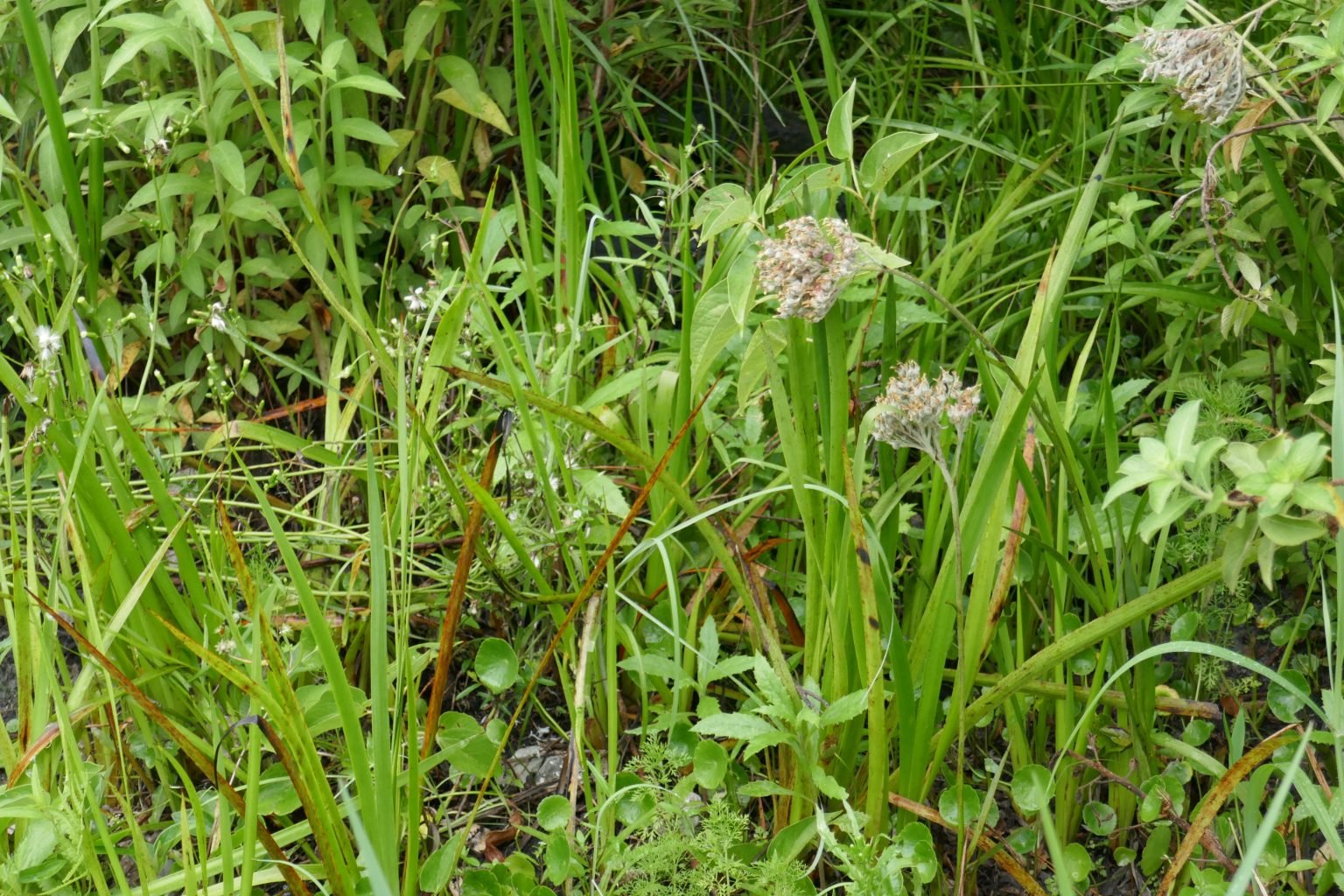 Carolina Redroot - Sharons Florida