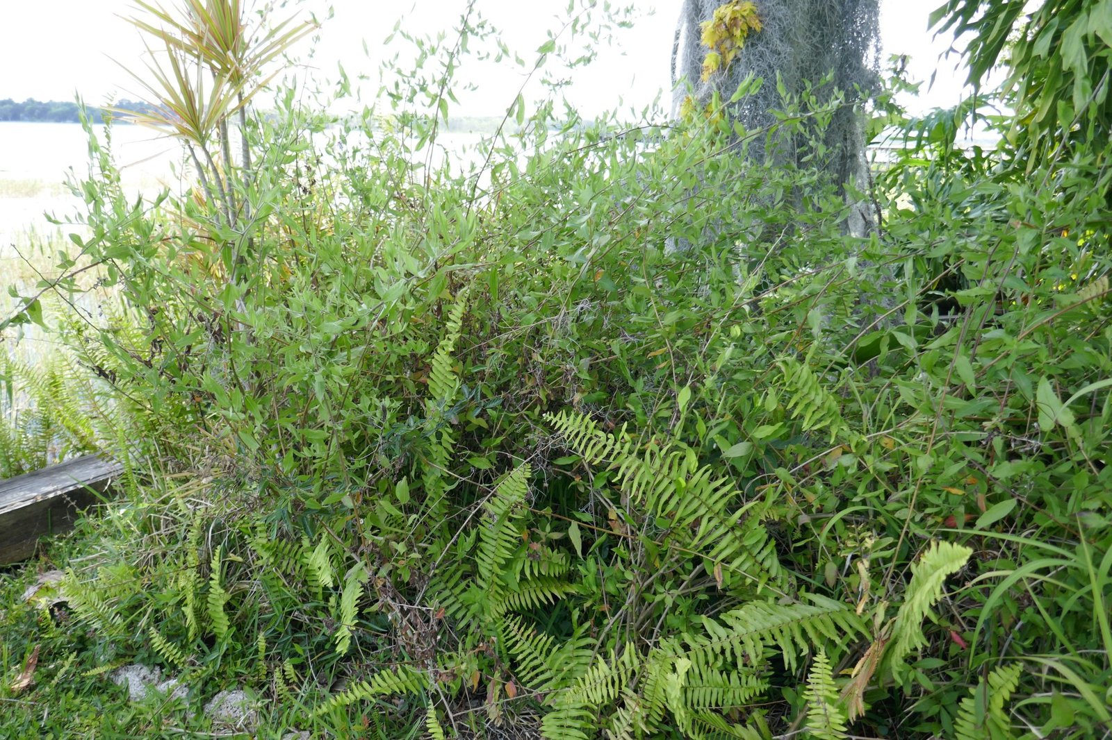 Climbing Aster - Sharons Florida