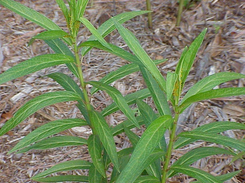 Swamp Milkweed - Sharons Florida